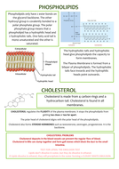 Biology AS Level OCR Revision Notes - Biological Molecules | Teaching ...
