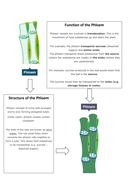Xylem, Phloem and Transpiration | Teaching Resources