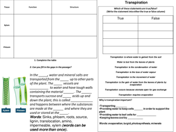 Xylem, Phloem and Transpiration | Teaching Resources