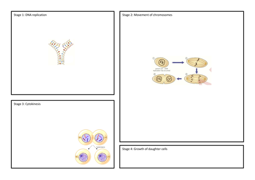 Mitosis | Teaching Resources