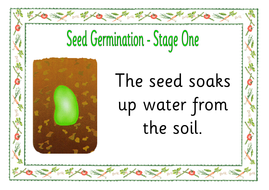 Life Cycles - Plants, Flowers and Seeds Topic Pack | Teaching Resources