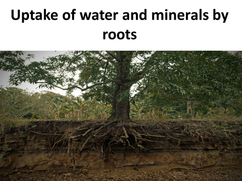 Uptake of water and minerals by plant roots | Teaching Resources