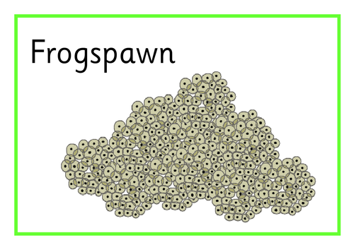 Life Cycles - From Tadpole to Frog Topic Pack | Teaching Resources