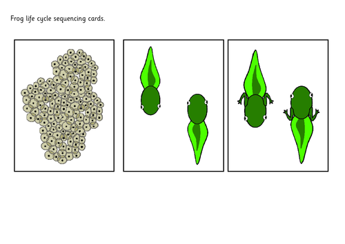 Life Cycles - From Tadpole to Frog Topic Pack | Teaching Resources