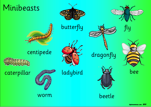 Minibeasts - Creepy Crawlies Topic | Teaching Resources