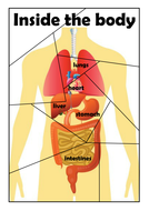 Internal organs jigsaw | Teaching Resources