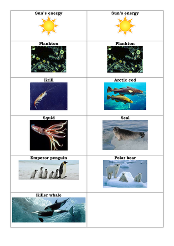Lesson 7 - Antarctic and Arctic food webs and the global importance of ...