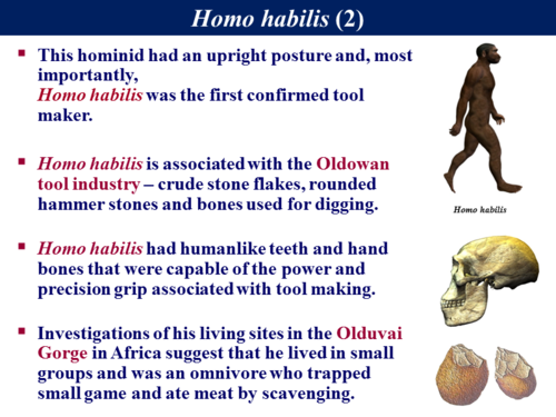 Bio3.2 Human Evolution - Fossil Evidence 1 | Teaching Resources
