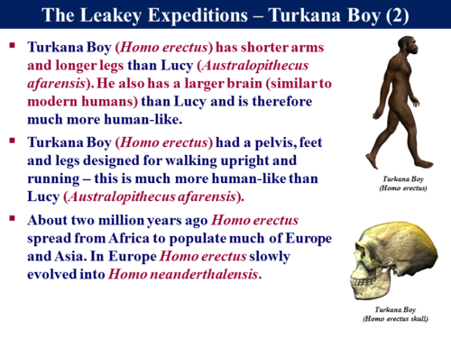 Bio3.2 Human Evolution - Fossil Evidence 1 | Teaching Resources