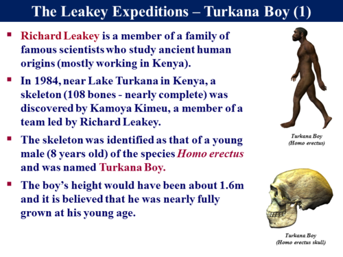 Bio3.2 Human Evolution - Fossil Evidence 1 | Teaching Resources