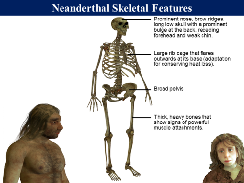 Bio3.2 Human Evolution - Fossil Evidence 1 | Teaching Resources