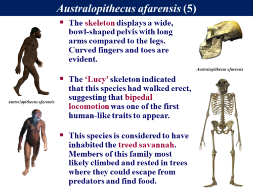 Bio3.2 Human Evolution - Fossil Evidence 1 | Teaching Resources