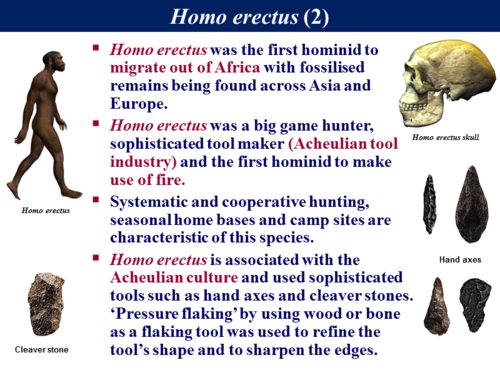 Bio3.2 Human Evolution - Fossil Evidence 1 | Teaching Resources
