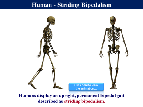 Bio3.2 Human Evolution - Fossil Evidence 2 | Teaching Resources