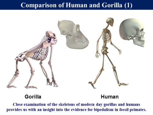 B3.2 Human Evolution - Fossil Evidence 2 | Teaching Resources