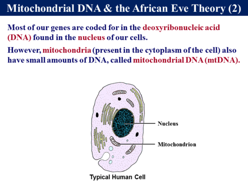Bio3.2 Human Evolution - Mitochondrial Eve | Teaching Resources