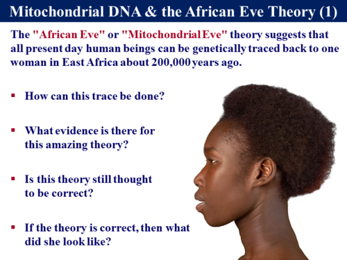 Bio3.2 Human Evolution - Mitochondrial Eve | Teaching Resources