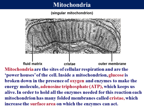 Bio3.2 Human Evolution - Mitochondrial Eve | Teaching Resources