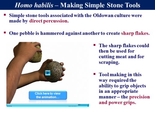 Bio3.2 Human Evolution - Stone Tools | Teaching Resources
