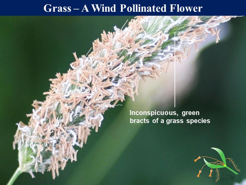 Bio3.2 Flower Structure & Insect Pollination | Teaching Resources