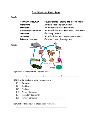 Disruptions to Food Chains and Bioaccumulation | Teaching Resources