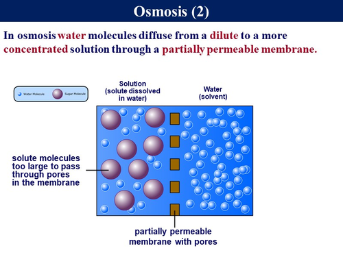 Bio1.5 Transport Across Cell Boundaries - Osmosis | Teaching Resources
