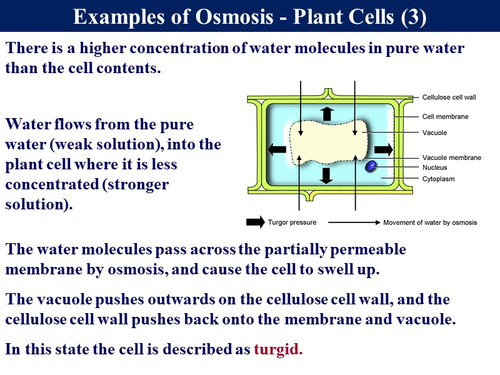 Bio1.5 Transport Across Cell Boundaries - Osmosis | Teaching Resources