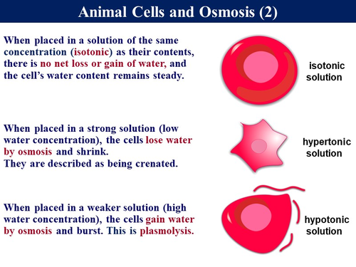Bio1.5 Transport Across Cell Boundaries - Osmosis | Teaching Resources