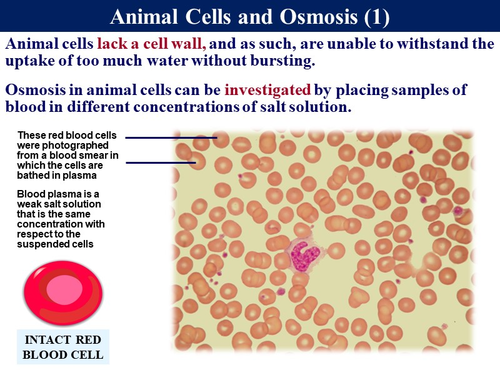 Bio1.5 Transport Across Cell Boundaries - Osmosis | Teaching Resources