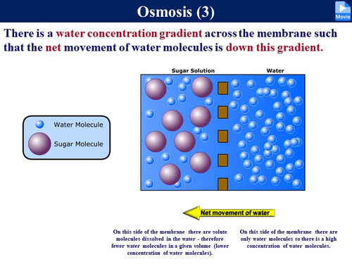 Bio1.5 Transport Across Cell Boundaries - Osmosis | Teaching Resources