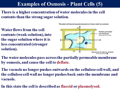 Bio1.5 Transport Across Cell Boundaries - Osmosis | Teaching Resources