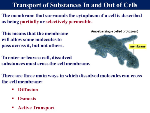 Bio1.5 Transport Across Cell Boundaries - Osmosis | Teaching Resources