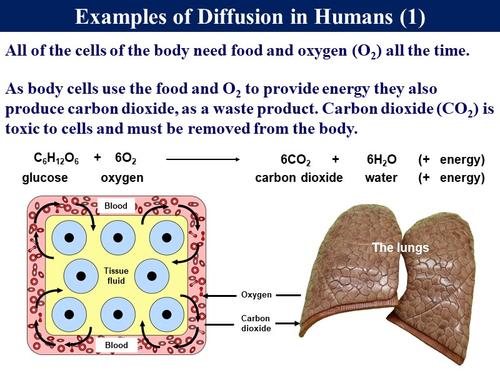 Bio1.4 Transport Across Cell Boundaries - Diffusion & Active Transport ...