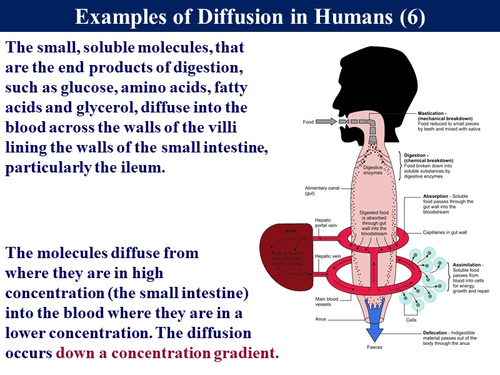 Bio1.4 Transport Across Cell Boundaries - Diffusion & Active Transport ...