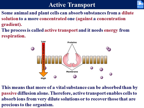 Bio1.4 Transport Across Cell Boundaries - Diffusion & Active Transport ...