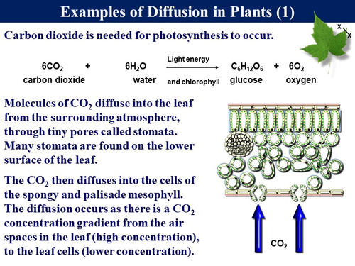 Bio1.4 Transport Across Cell Boundaries - Diffusion & Active Transport ...
