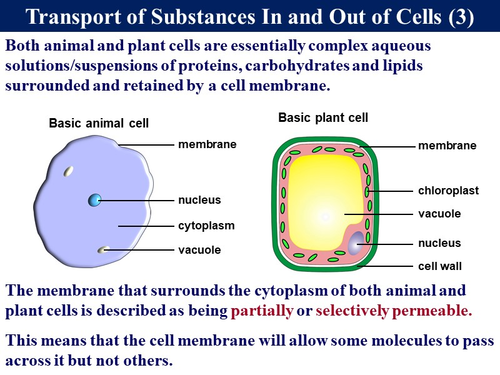 Bio1.4 Transport Across Cell Boundaries - Diffusion & Active Transport ...