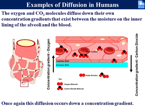 Bio1.3.2 Human Gaseous Exchange - Breathing | Teaching Resources