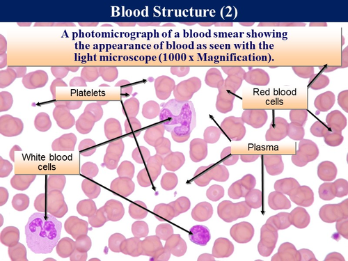 Bio2.8 The Blood | Teaching Resources