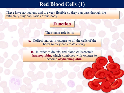 Bio2.8 The Blood | Teaching Resources