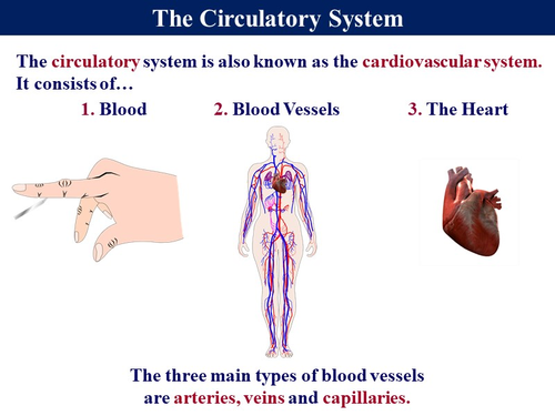 Bio2.8 The Blood | Teaching Resources