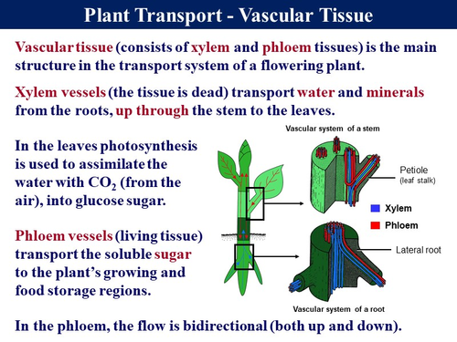 Bio2.15a Transport Systems in Plants | Teaching Resources