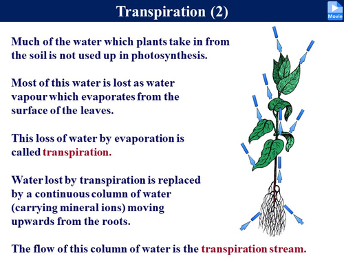 Bio2.15a Transport Systems in Plants | Teaching Resources