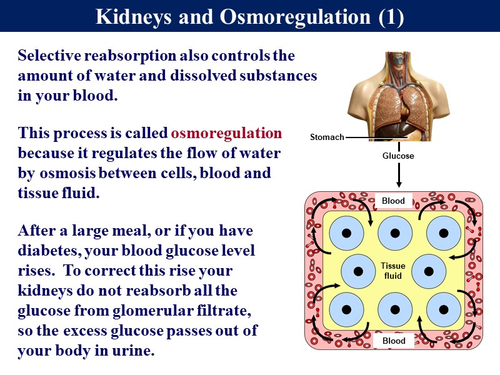 Bio5.7 Homeostasis - Kidney & Osmoregulation | Teaching Resources