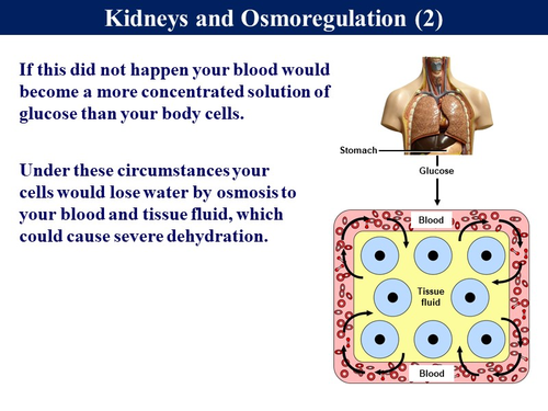 Bio5.7 Homeostasis - Kidney & Osmoregulation | Teaching Resources