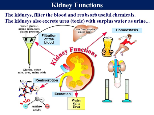 Bio5.7 Homeostasis - Kidney & Osmoregulation | Teaching Resources