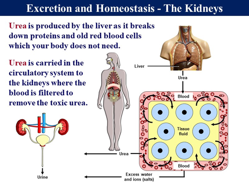 Bio5.7 Homeostasis - Kidney & Osmoregulation | Teaching Resources