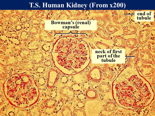 Bio5.7 Homeostasis - Kidney & Osmoregulation | Teaching Resources