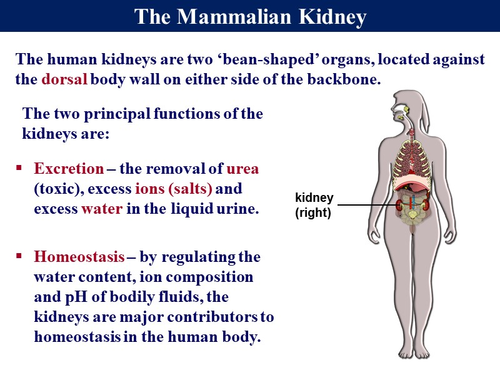 Bio5.7 Homeostasis - Kidney & Osmoregulation | Teaching Resources