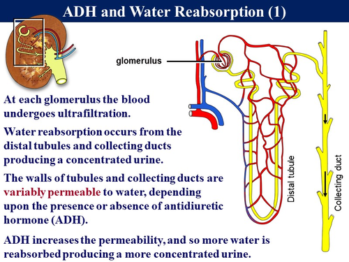 Bio5.7 Homeostasis - Kidney & Osmoregulation | Teaching Resources